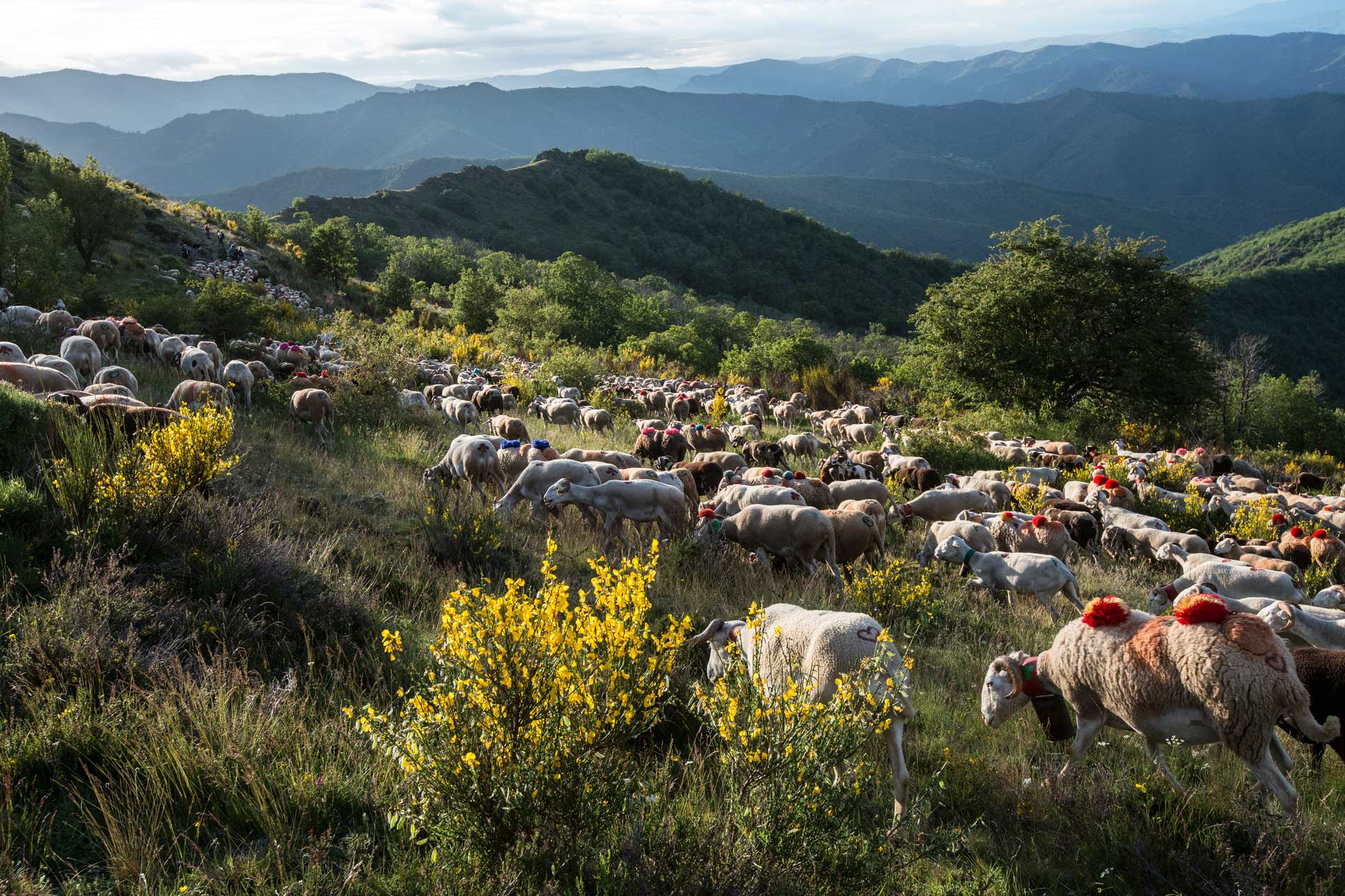 Patrimoine Mondial de l'Unesco - Des Cévennes au Mont Lozère, Office du ...